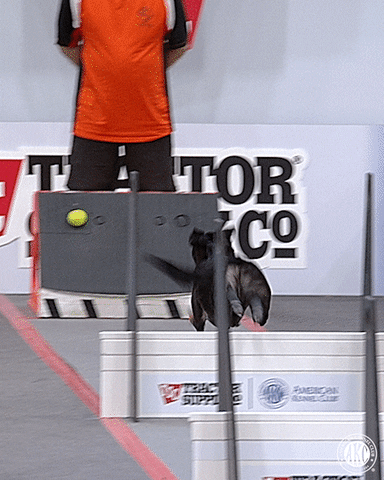 2023 Flyball Dog Challenge by American Kennel Club | GIPHY