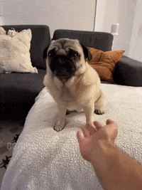 Puppy High Five Gif