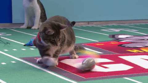 Kitten Bowl Gif