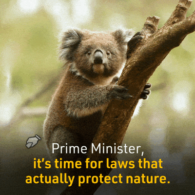 Australian Conservation Foundation GIF - Find & Share on GIPHY