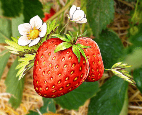 Pflanze GIFs - Get the best GIF on GIPHY