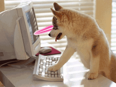 Dog Using Computer Gif