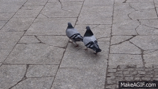 Pigeon GIFs - Find & Share on GIPHY
