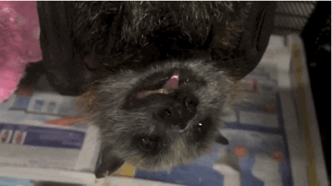 Bat Cute GIFs - Get the best GIF on GIPHY