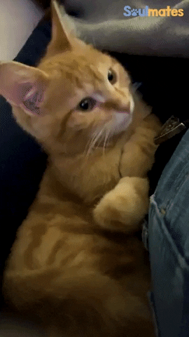 Cosmo The Cat GIFs - Get the best GIF on GIPHY