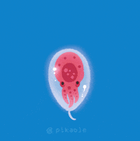 Baby Cuttlefish Gif