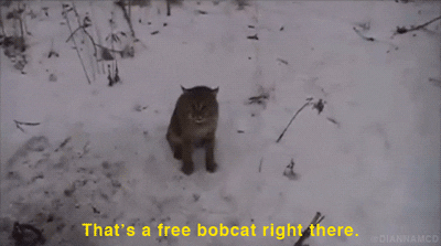 Free Bobcat GIFs - Get the best GIF on GIPHY