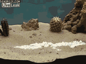 Killoh GIFs - Get the best GIF on GIPHY