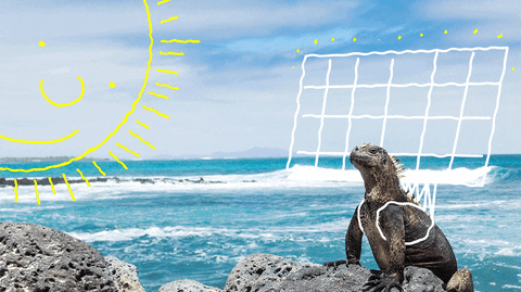 Punta Rock GIFs - Get the best GIF on GIPHY