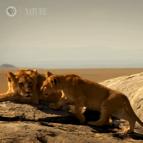 Lion Hug Gif Tumblr
