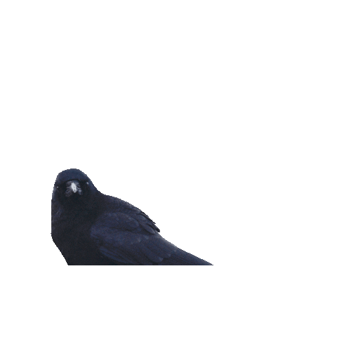 Transparent Animated Bird Gif