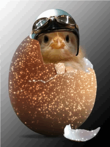 Airplane Chicken GIF - Find & Share on GIPHY