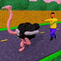Ostrich Animated Gif