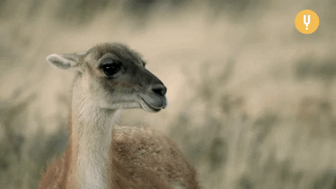 My-wild-backyard GIFs - Get the best GIF on GIPHY
