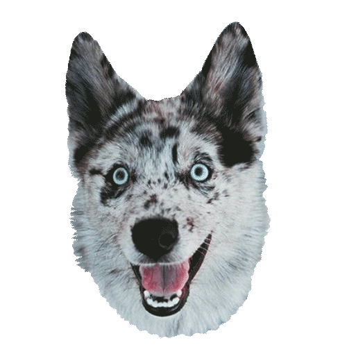 What Breed Is Skrillex Dog