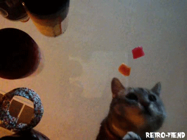 Dum Dum Cat GIF by RETRO-FIEND - Find & Share on GIPHY