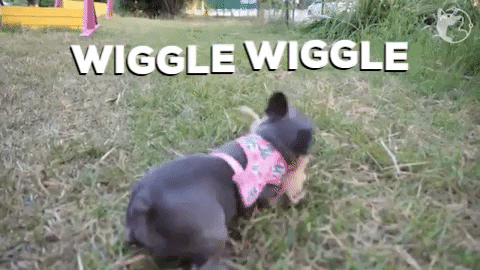 Animal Wiggle Gif