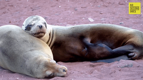 Sea Lion Gif