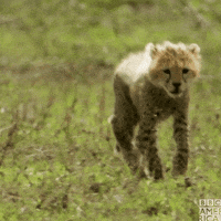 Cheetah Gif