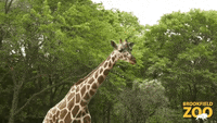 Giraffe Fight Gif