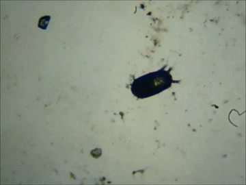 Antennae GIFs - Get the best GIF on GIPHY