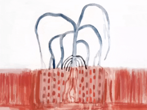 Tree Roots GIFs - Find & Share on GIPHY