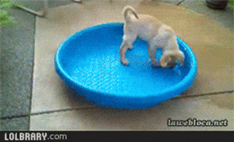 Dogs Swimming GIFs - Get the best GIF on GIPHY