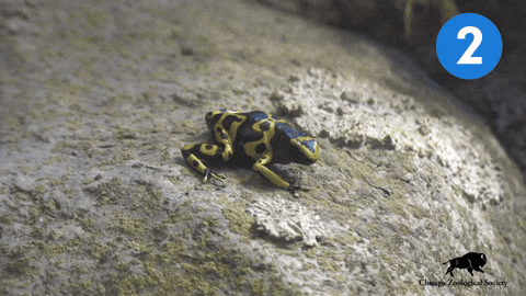 Dart Frog Jump GIF by Brookfield Zoo - Find & Share on GIPHY