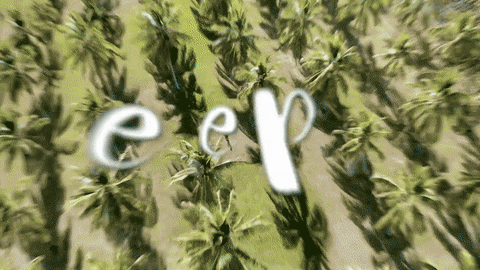 GARZA GIFs on GIPHY - Be Animated