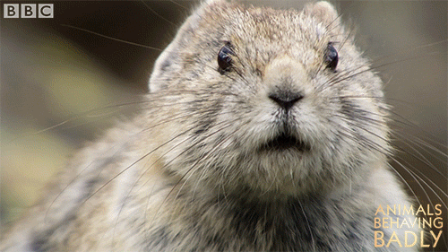 Scream GIF by BBC - Find & Share on GIPHY