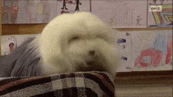 Animal Talking GIFs - Get the best GIF on GIPHY