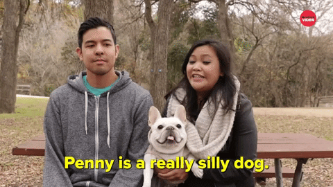 Dog Gifs