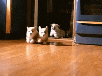 Corgi Puppy Stampede Gif