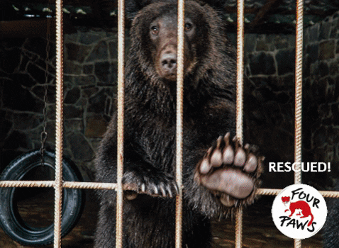 Rescued-bear GIFs - Get the best GIF on GIPHY