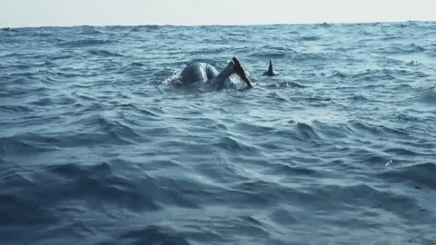 Splash Goin In GIF by Shark Week - Find & Share on GIPHY