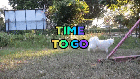Time To Go Dog GIFs - Find & Share on GIPHY