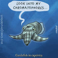 Cuttlefish Color Change Gif
