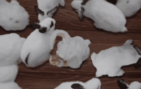 Bunny Rabbits GIFs - Get the best GIF on GIPHY