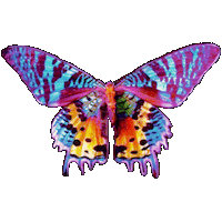 Color Flying Sticker for iOS & Android | GIPHY
