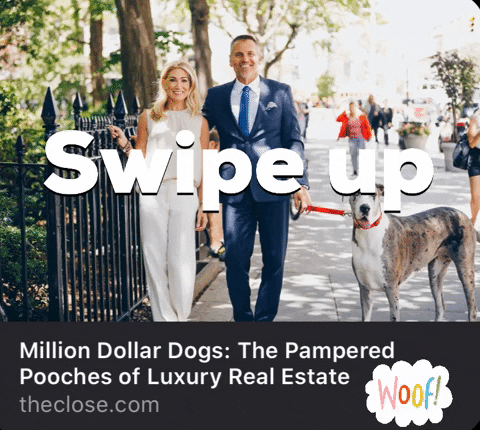 Pampered-pooch GIFs - Get the best GIF on GIPHY