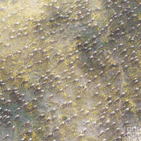 Wildebeest Migration Gif