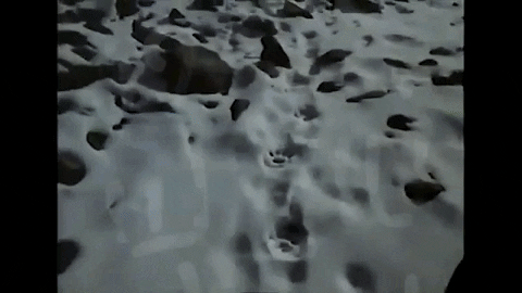 Animal-tracks-in-snow GIFs - Get the best GIF on GIPHY