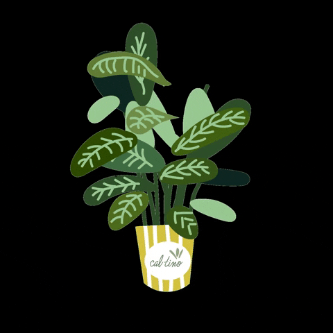 Plant Growth GIF by Cal Tino Garden - Find & Share on GIPHY
