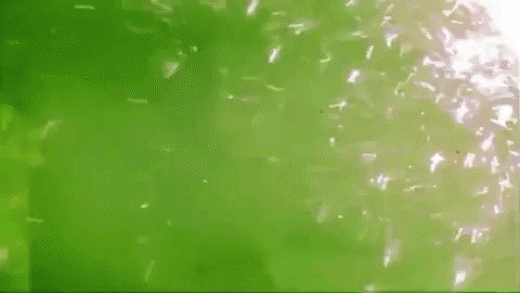 Green Hues GIFs - Get the best GIF on GIPHY