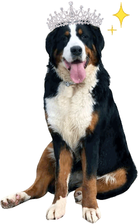 Happy Bernese Mountain Dog Sticker for iOS & Android | GIPHY