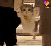 Excited Cat Gif