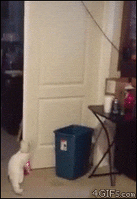 Laser Pointer Cat Gif
