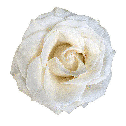 Animated White Rose