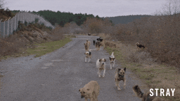Stray Dog GIF by Magnolia Pictures - Find & Share on GIPHY