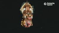Flamboyant Cuttlefish Gif
